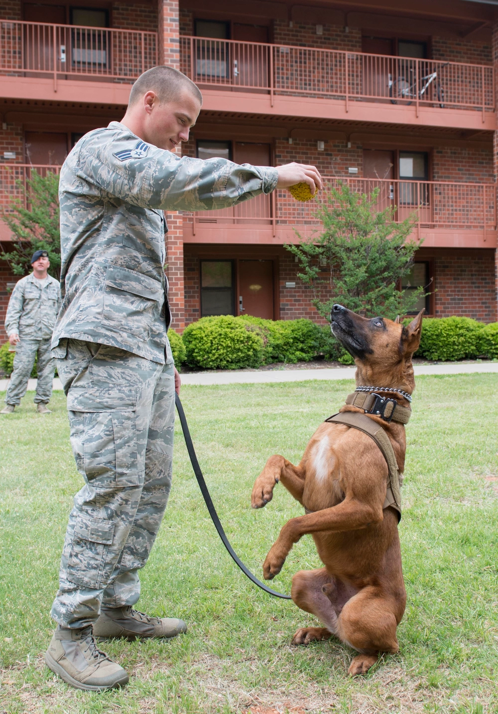DVIDS - Images - Military working dog: An Airman’s best friend [Image 7 ...