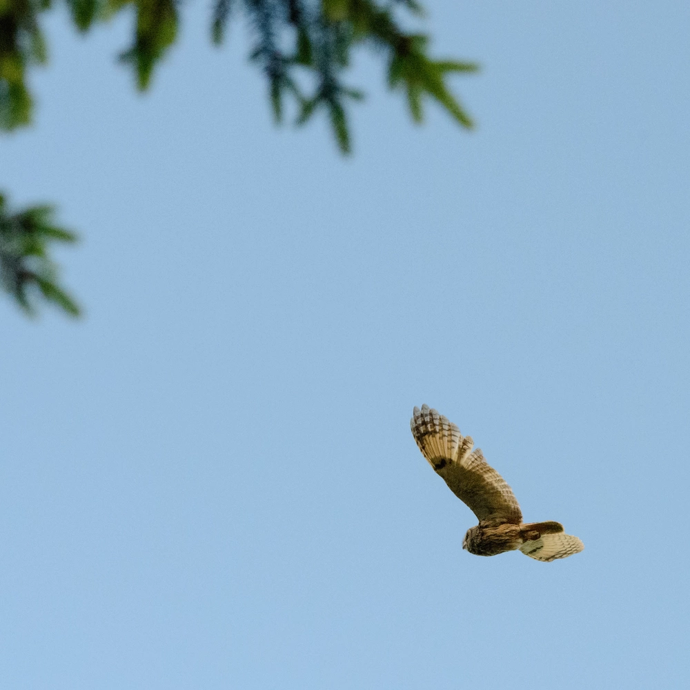 DVIDS - Images - Volunteers band, count Protected Birds on Chièvres Air ...