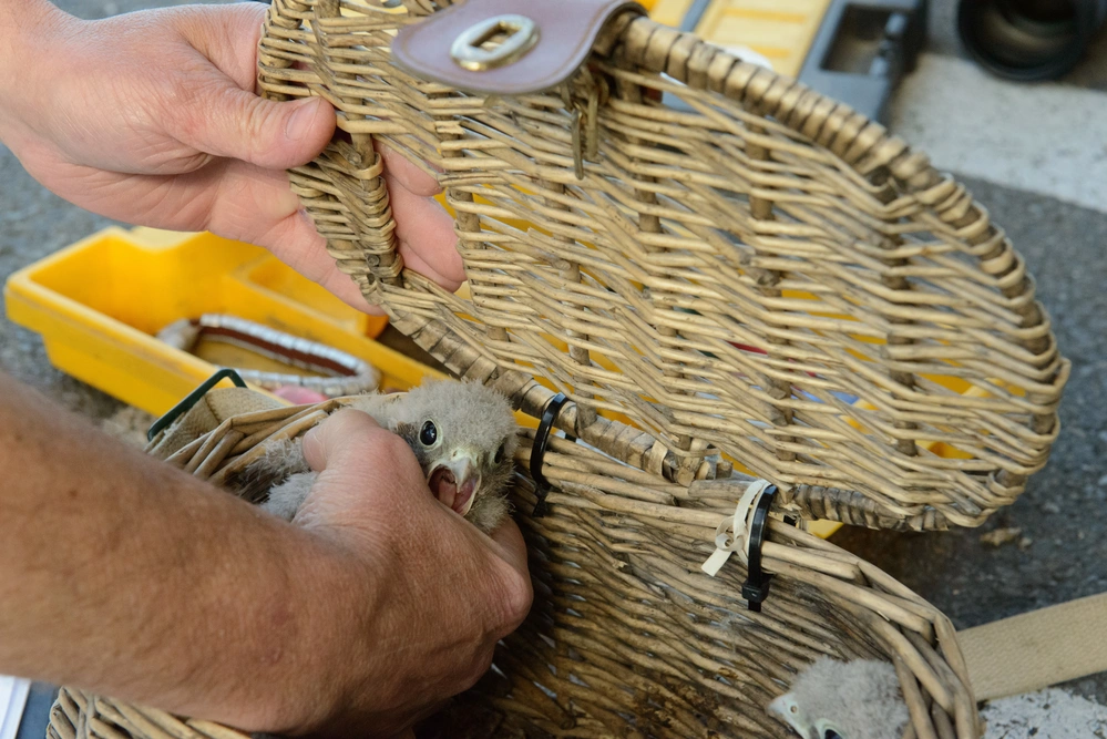 DVIDS - Images - Volunteers band, count Protected Birds on Chièvres Air ...