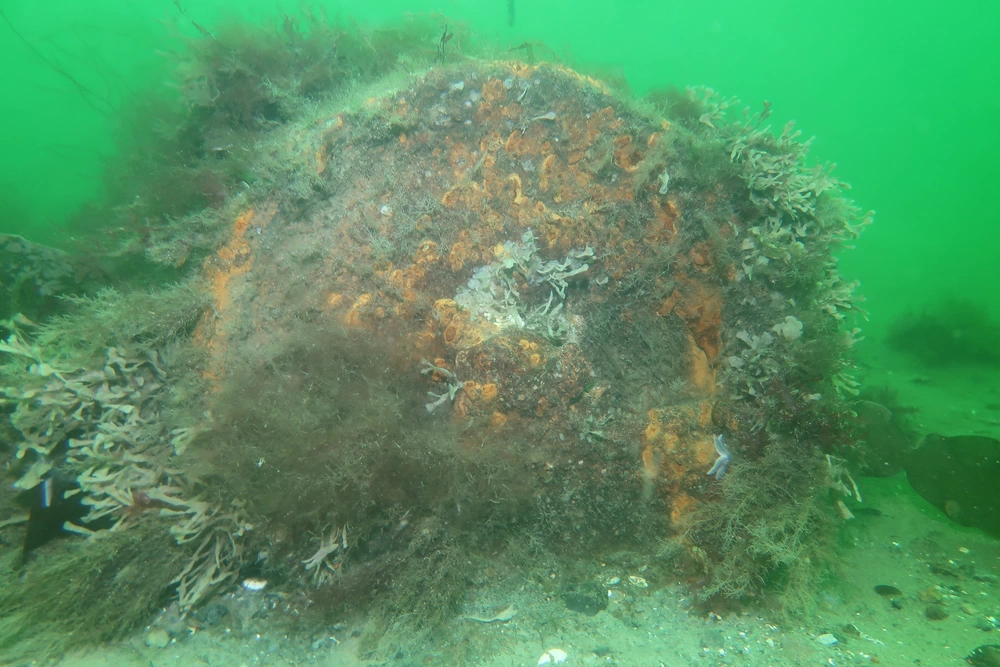 DVIDS - Images - WWII-era Mines Cleared During BALTOPS 2019 by Mine ...
