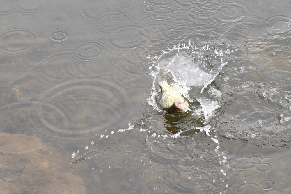 DVIDS - Images - Free youth Fishing Derby returns to Fort Drum’s ...
