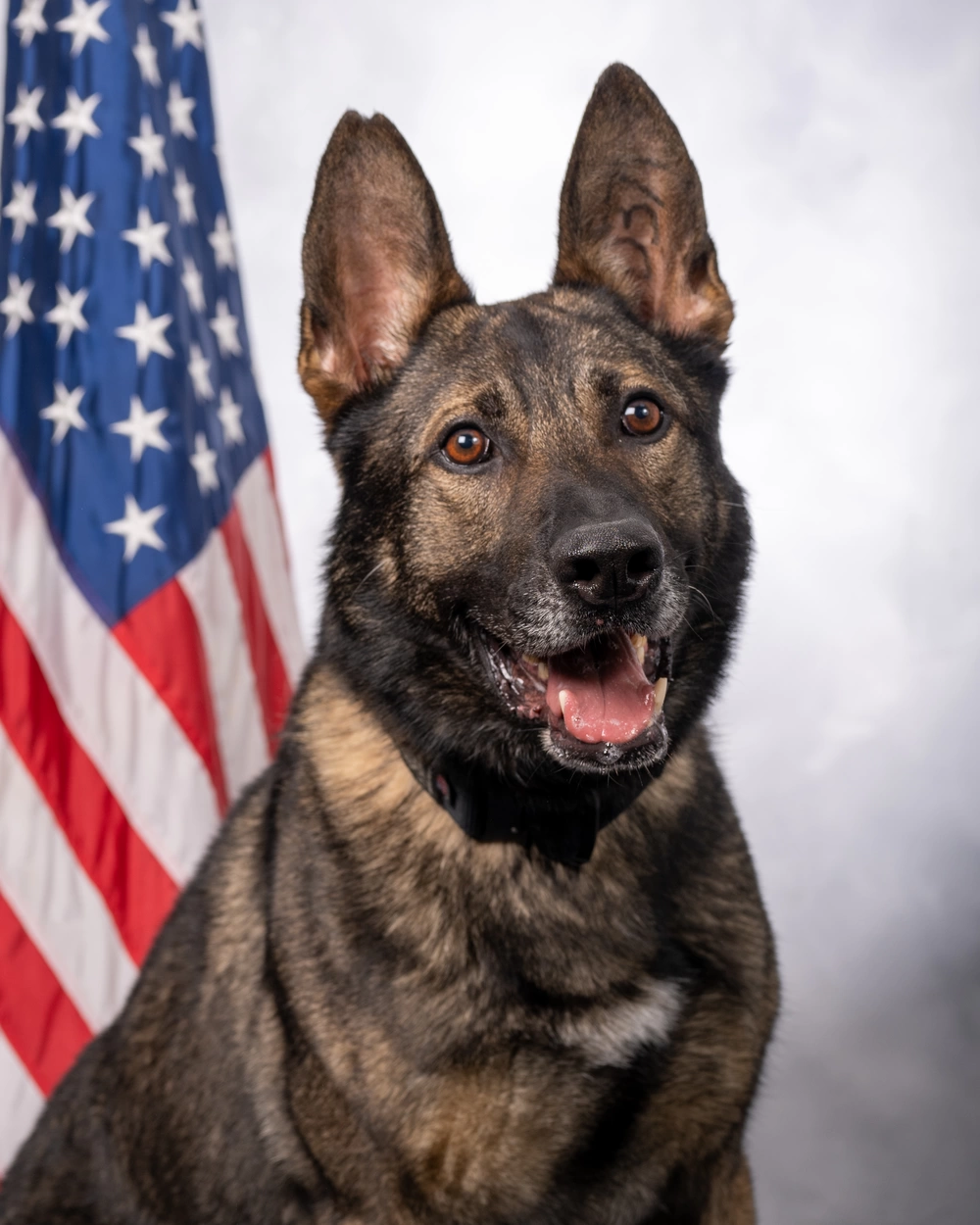 DVIDS - Images - USAF Military Working Dog Official Portrait [Image 1 of 4]