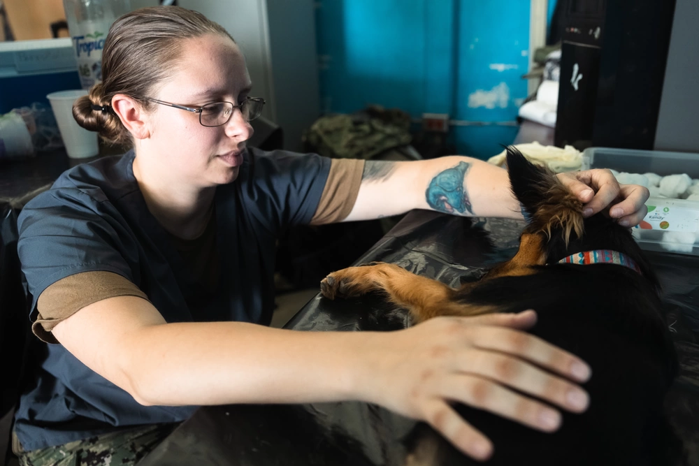 DVIDS - Images - Continuing Promise 2024 personnel provide veterinary ...