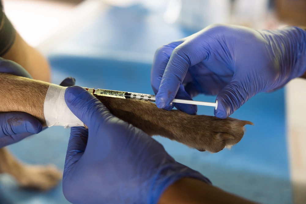 DVIDS - Images - Continuing Promise 2024 personnel provide veterinary ...