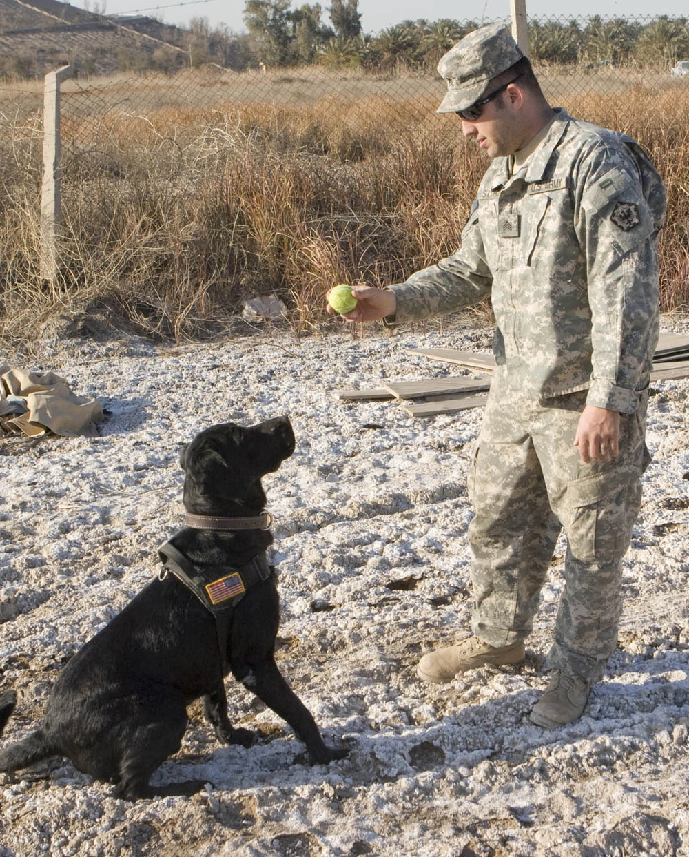 DVIDS - Images - Army Dog Handler Rewards Labrador Retriever After ...