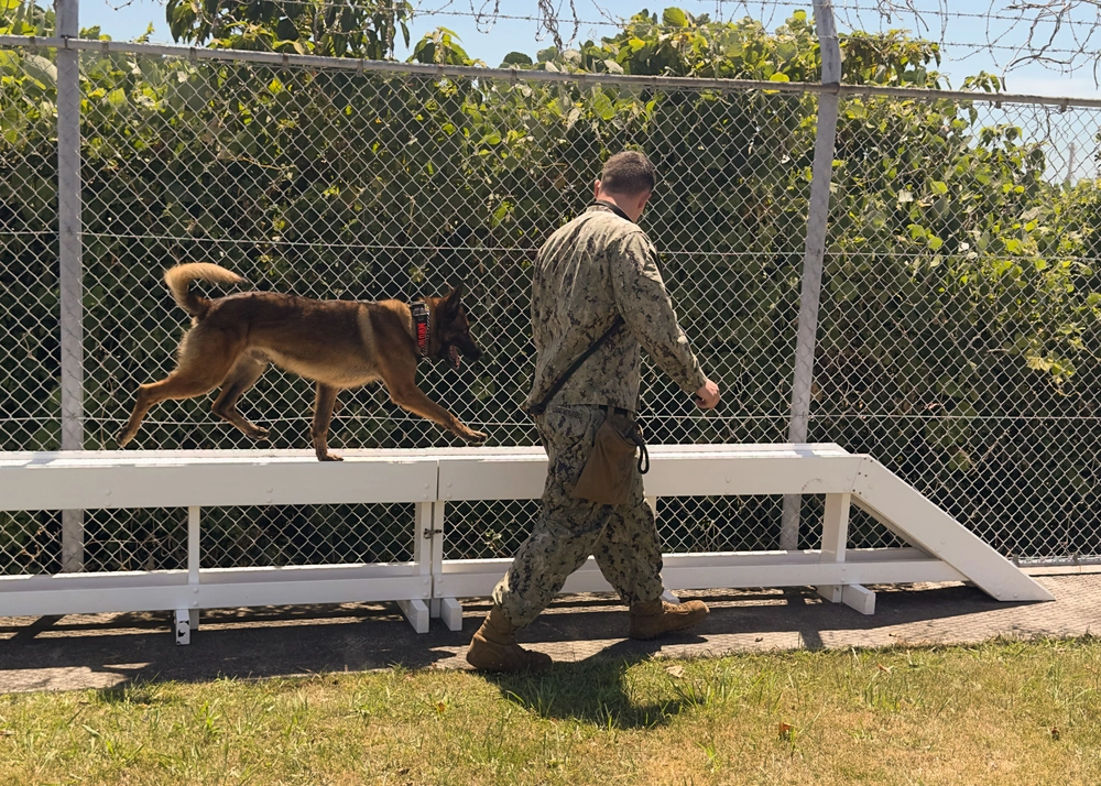 DVIDS - Images - Military Working Dog Training [Image 8 of 11]