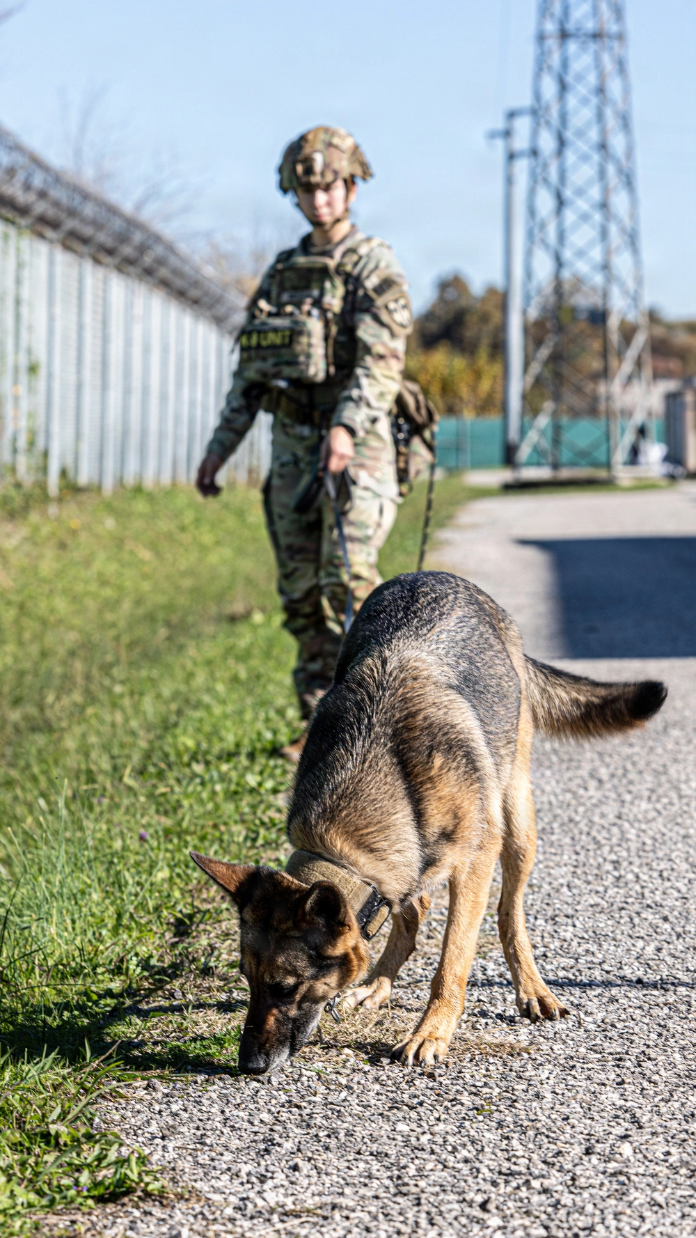 DVIDS - Images - Unleashing potential: military working dogs benefit ...