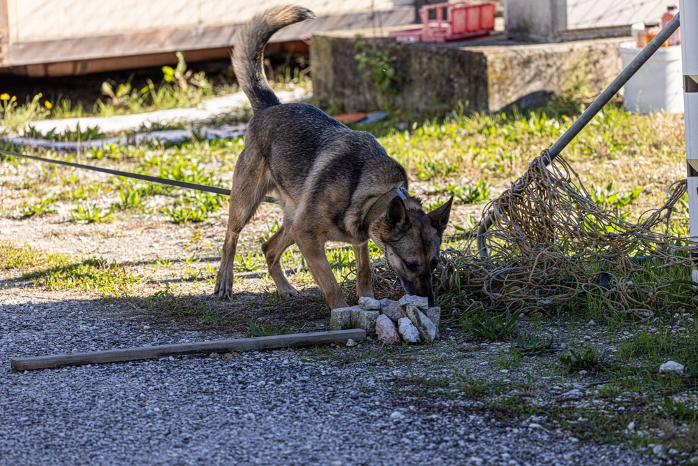 DVIDS - Images - Unleashing potential: military working dogs benefit ...