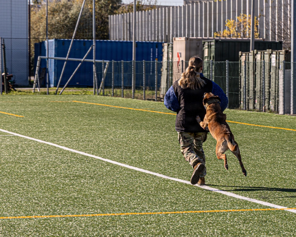 DVIDS - Images - Unleashing potential: military working dogs benefit ...