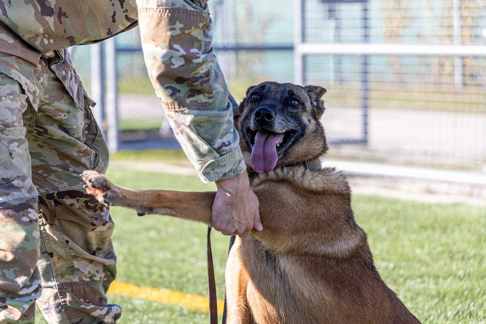 DVIDS - Images - Unleashing potential: military working dogs benefit ...
