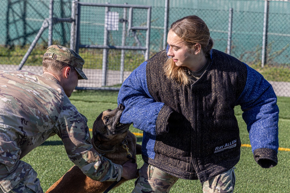 DVIDS - Images - Unleashing potential: military working dogs benefit ...