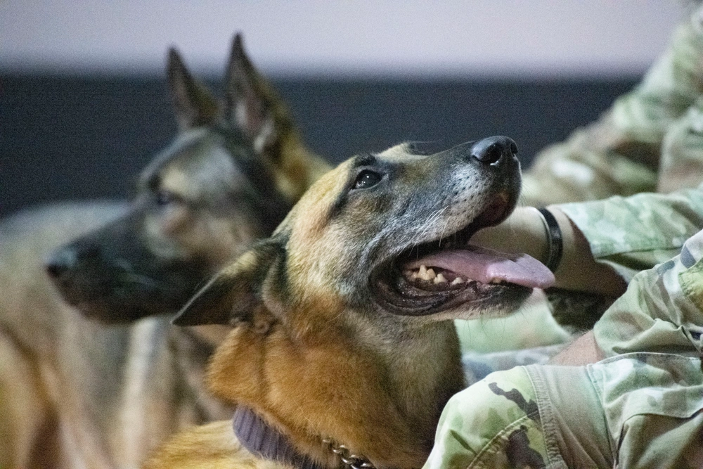 DVIDS - Images - Good boys! Military working dogs retire, adopted by ...