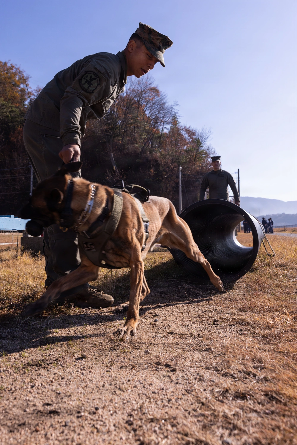 DVIDS - Images - MCAS Iwakuni Military Working Dog Handlers Train at ...