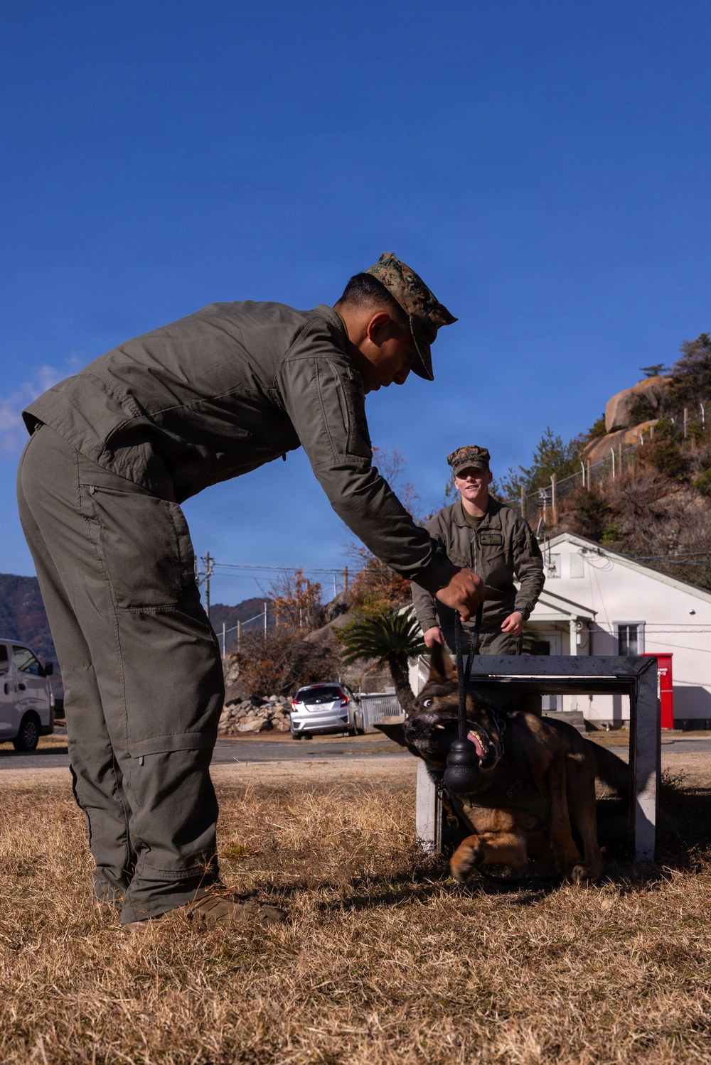 DVIDS - Images - MCAS Iwakuni Military Working Dog Handlers Train at ...