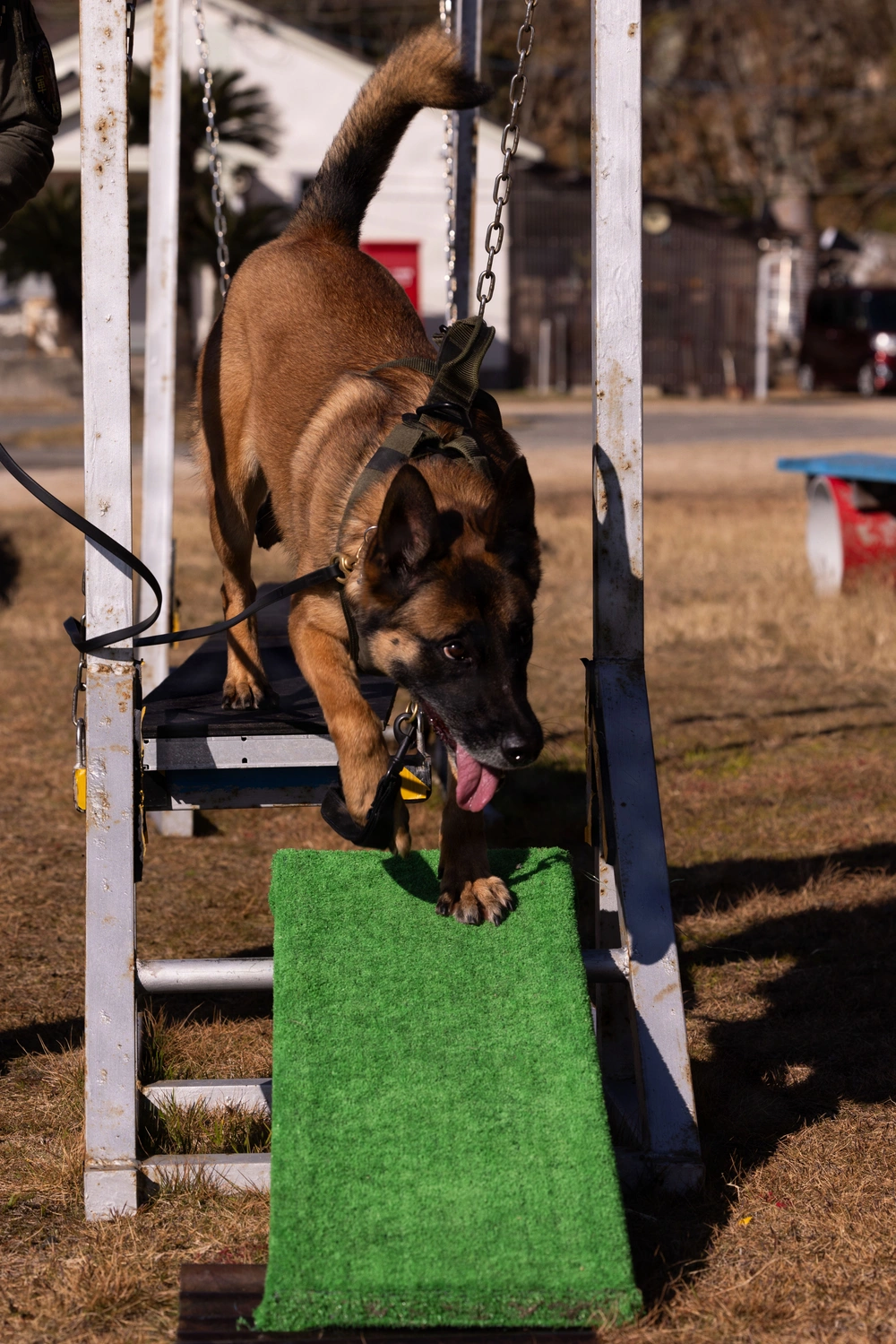 DVIDS - Images - MCAS Iwakuni Military Working Dog Handlers Train at ...