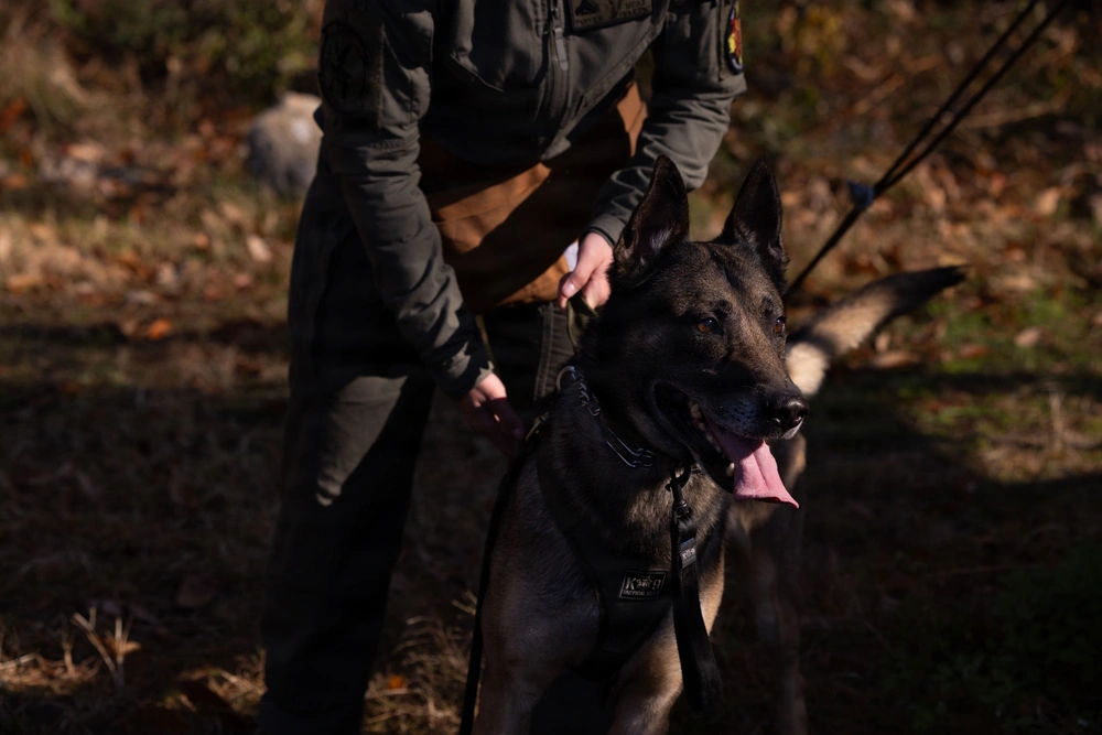 DVIDS - Images - MCAS Iwakuni Military Working Dog Handlers Train at ...