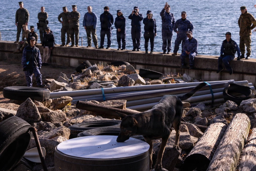 DVIDS - Images - MCAS Iwakuni Military Working Dog Handlers Train at ...