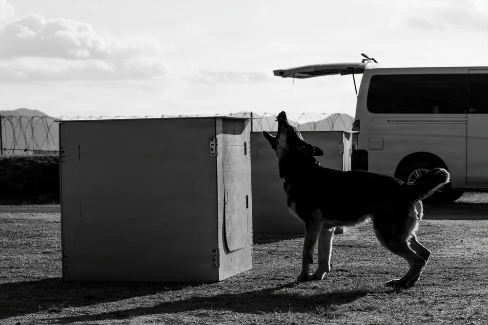 DVIDS - Images - MCAS Iwakuni Military Working Dog Handlers Train at ...