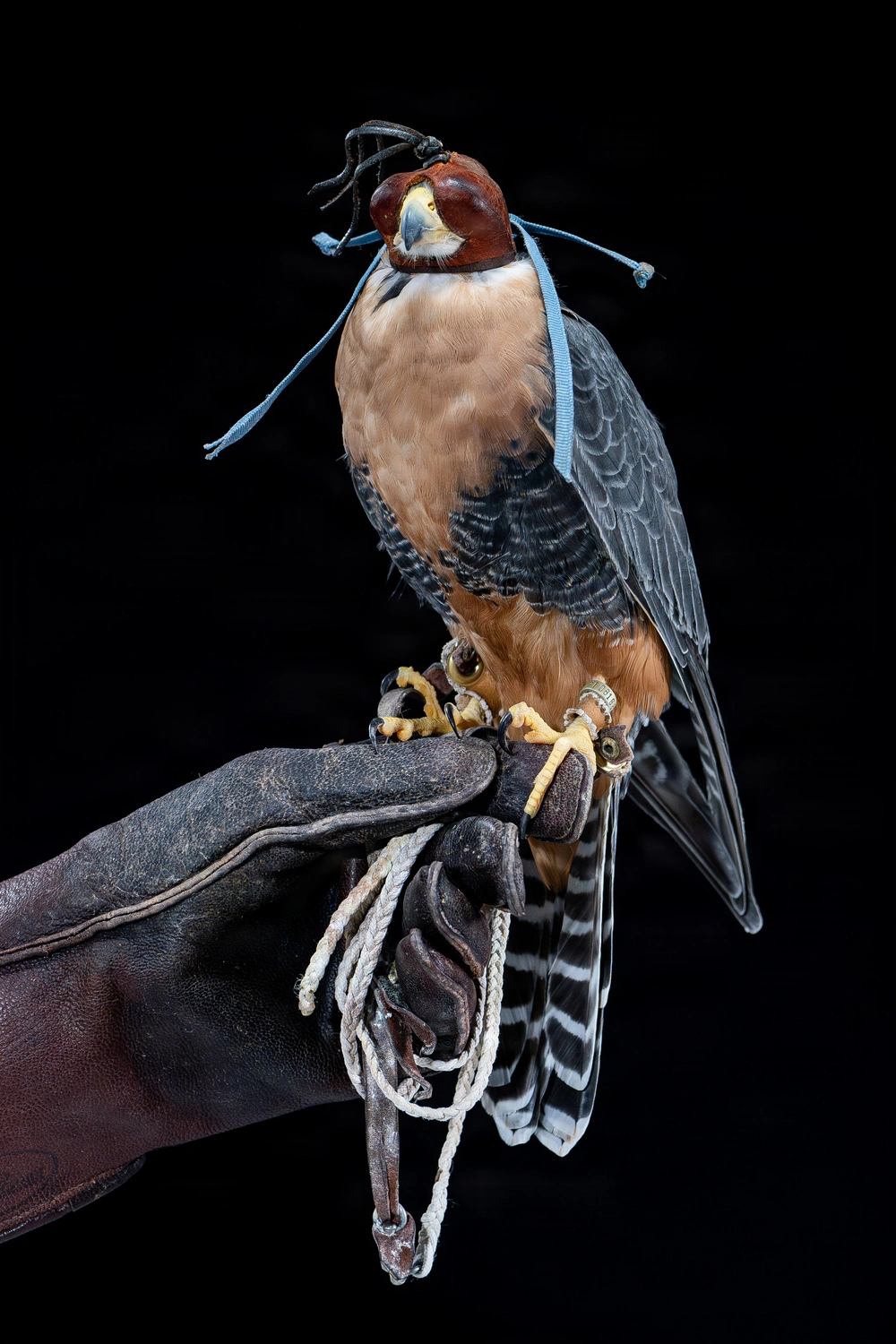DVIDS - Images - USAFA Falconry [Image 1 of 6]