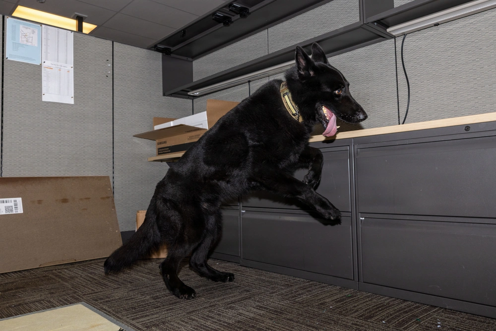 DVIDS - Images - 8th Military Police Brigade military working dog teams ...