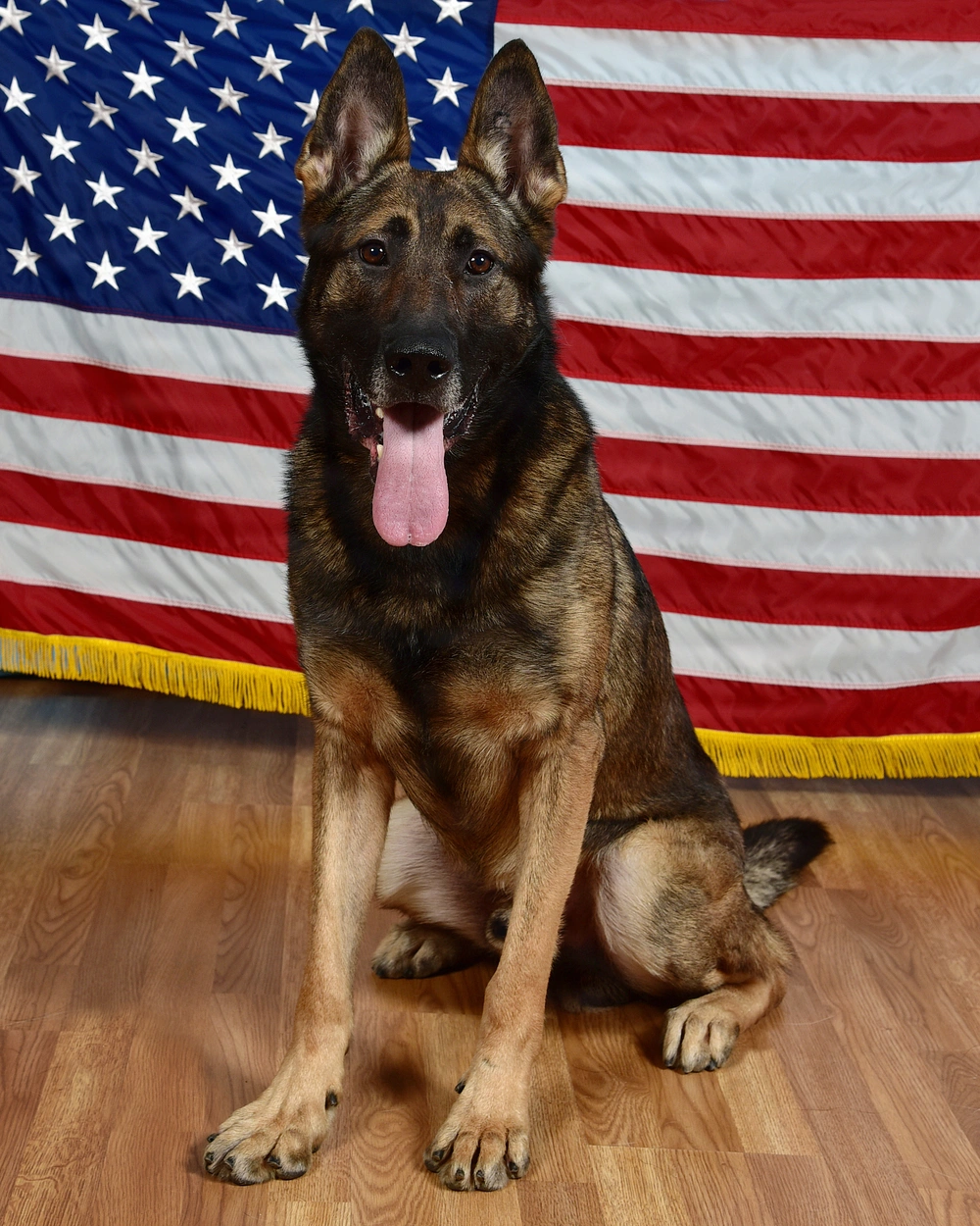 DVIDS - Images - Military Working Dog [Image 5 of 6]