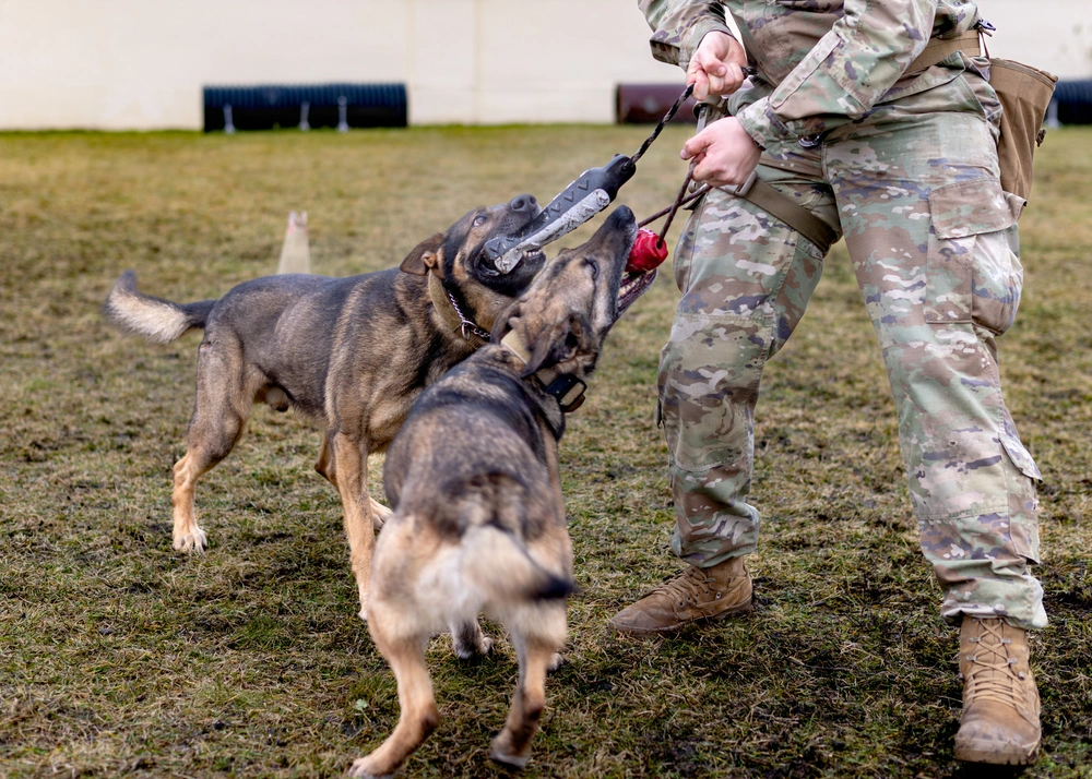 DVIDS - Images - K9s in Action [Image 19 of 37]
