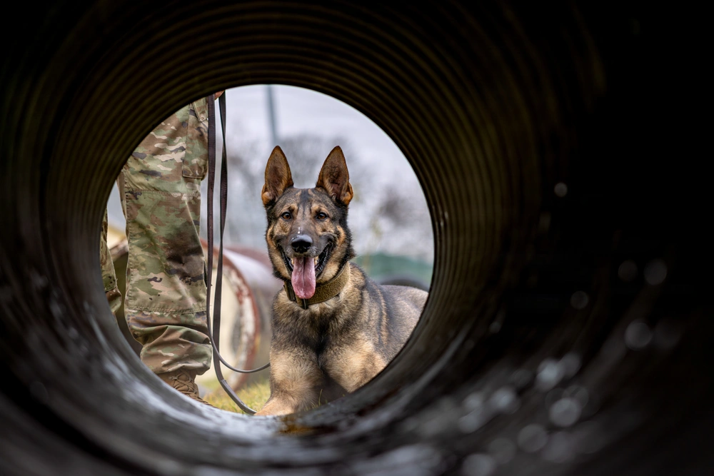 DVIDS - Images - K9s in Action [Image 4 of 37]