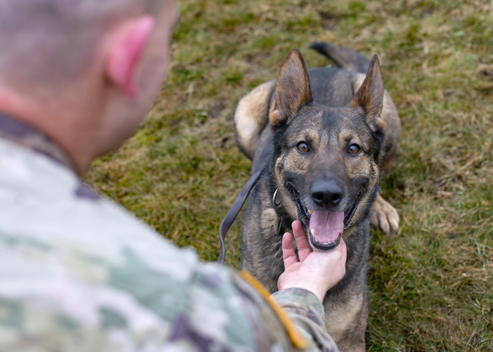 DVIDS - Images - K9s in Action [Image 17 of 37]