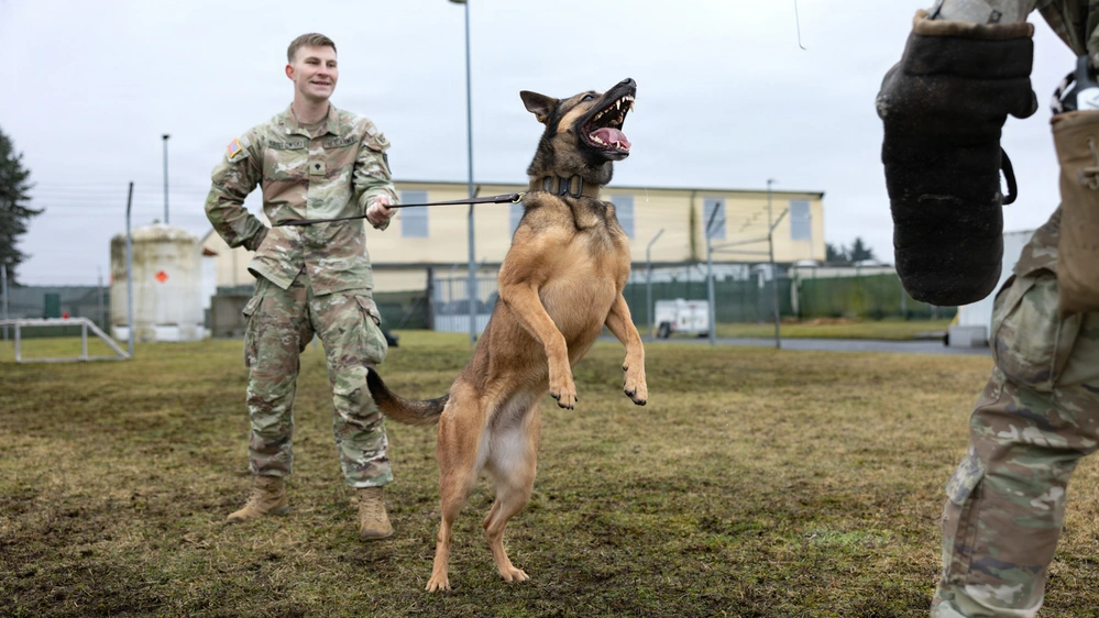 DVIDS - Images - K9s in Action [Image 13 of 37]
