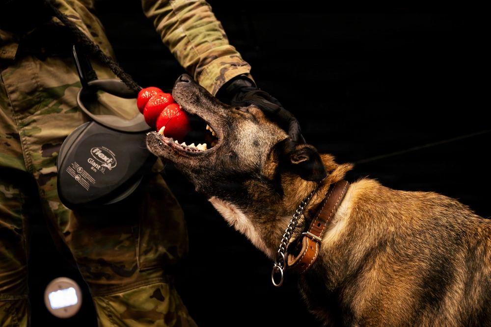 DVIDS - Images - 86 SFS, 100 MP conquer substance detection training at ...