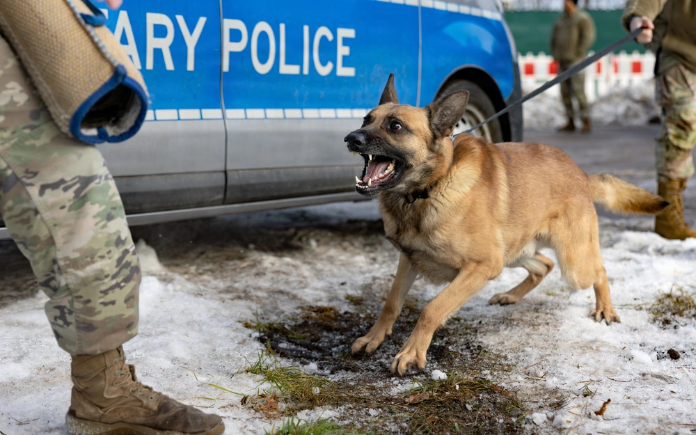 DVIDS - Images - K9 Companions [Image 8 of 24]