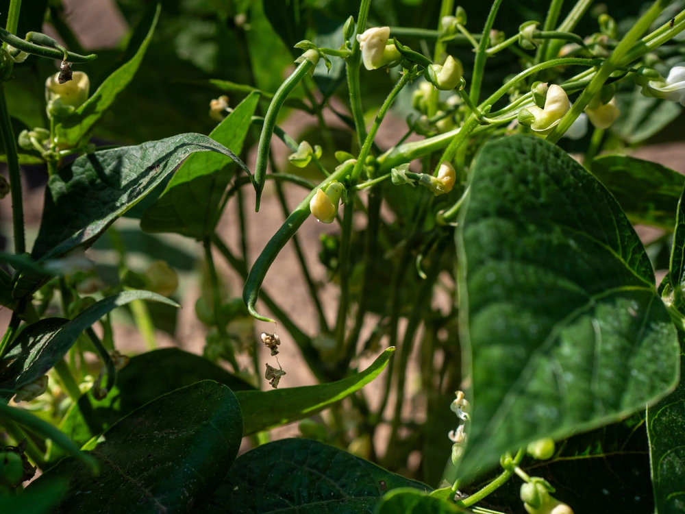 DVIDS - Images - Green Bean Field in Illinois [Image 3 of 11]